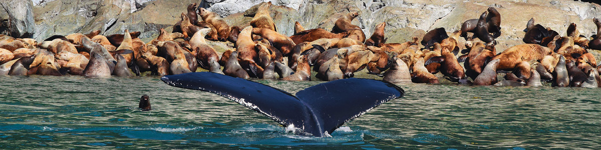 Photo Contest – Alaska Travel Adventures